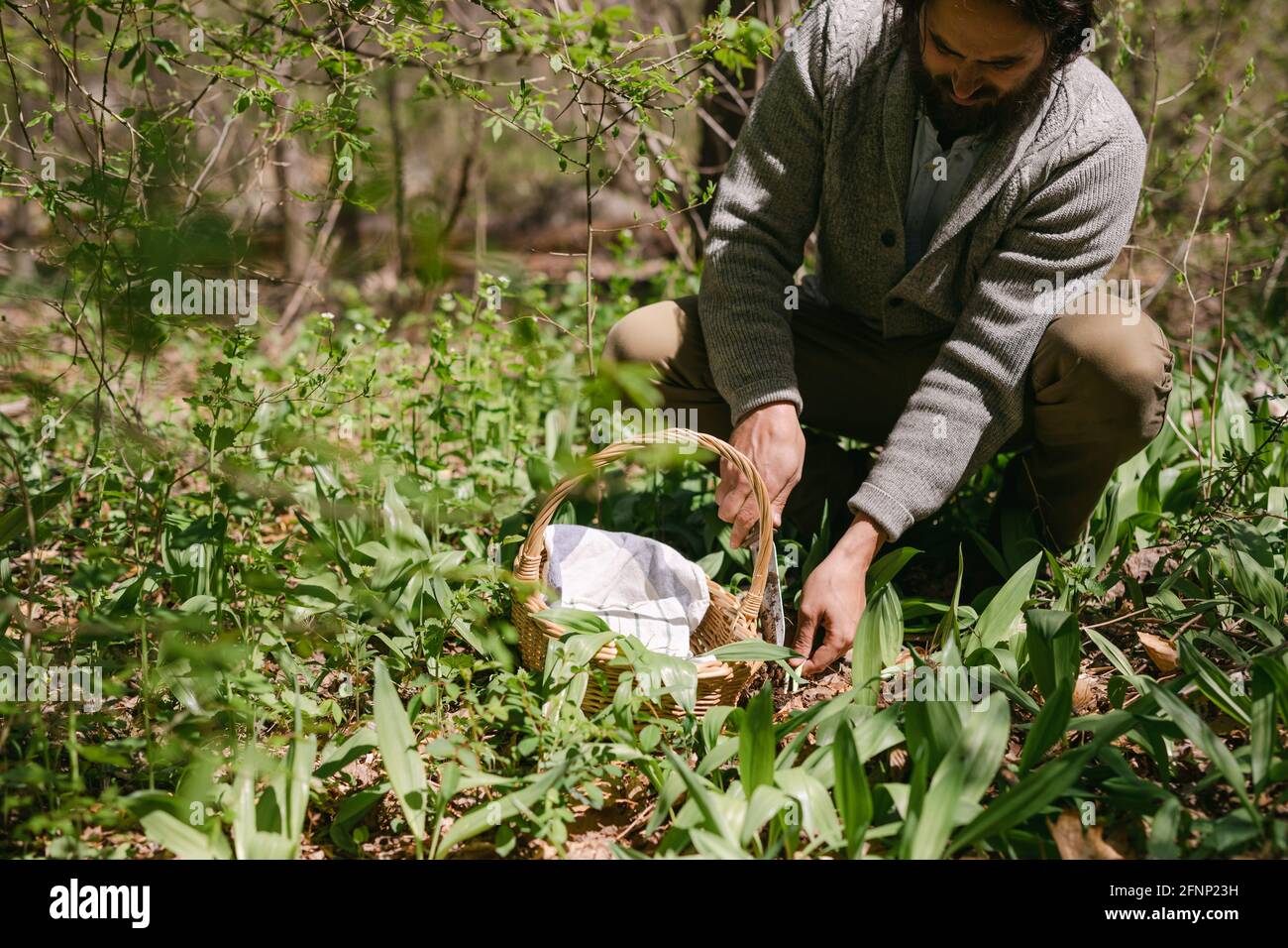 Man foraging for ramps in a New England forest Stock Photo - Alamy
