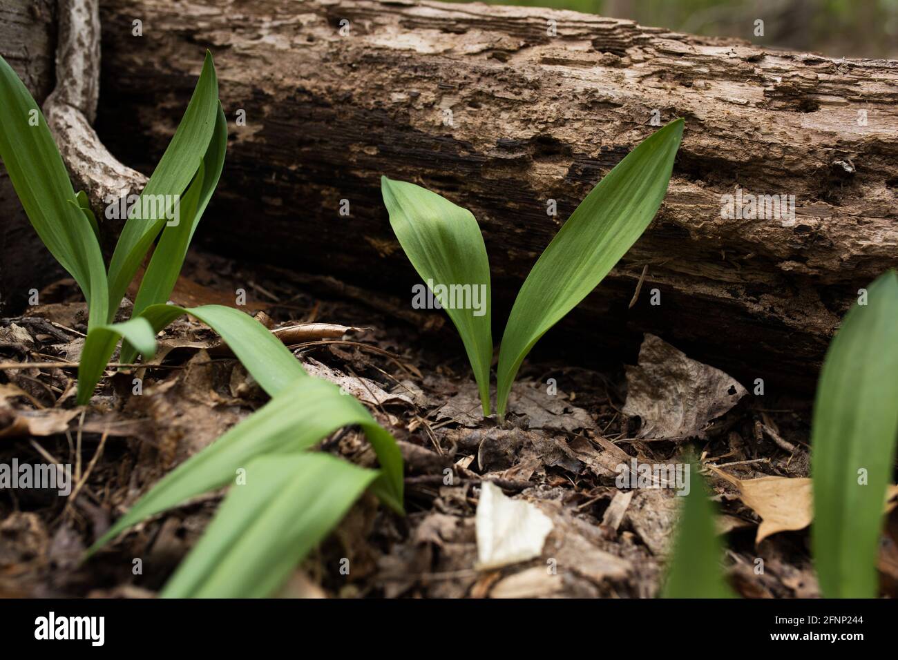Log ramp hi-res stock photography and images - Alamy