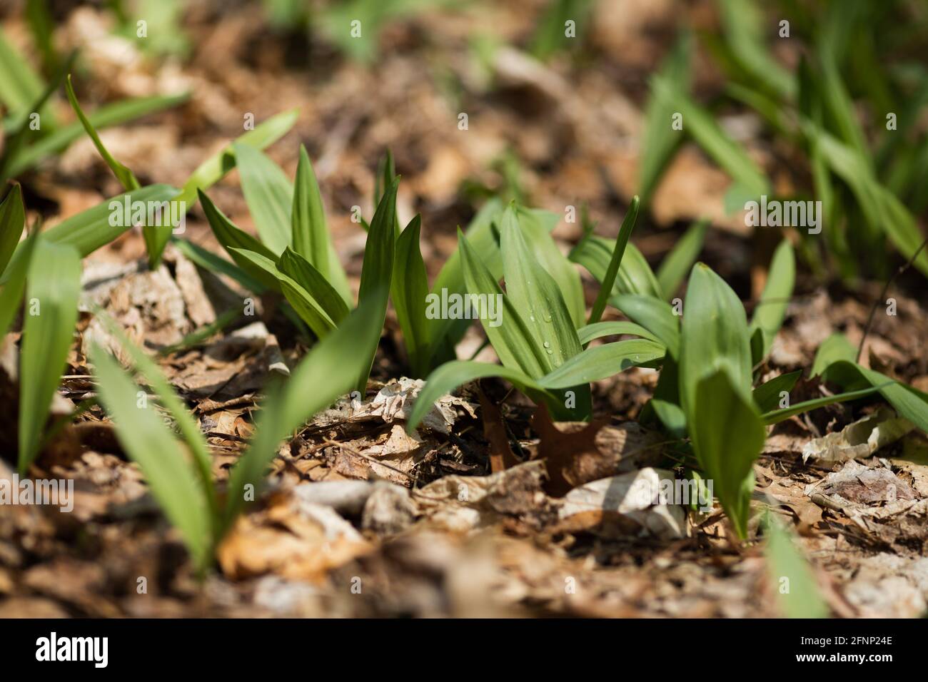 Wild ramps ready to be foraged in a leafy forest Stock Photo - Alamy