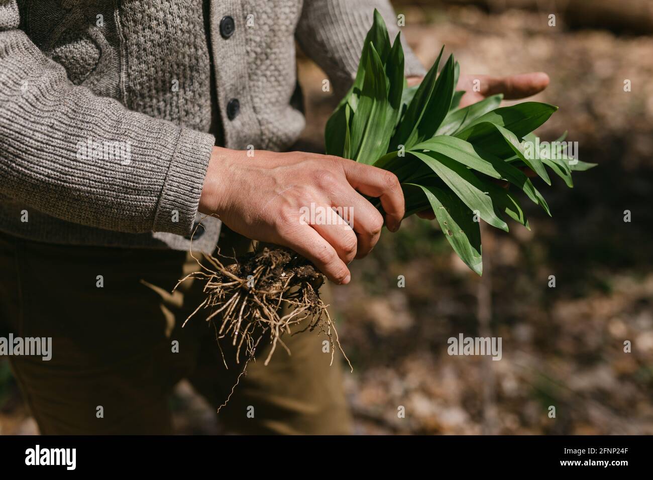 Close up of a man's hand inspecting his freshly foraged wild ramps ...