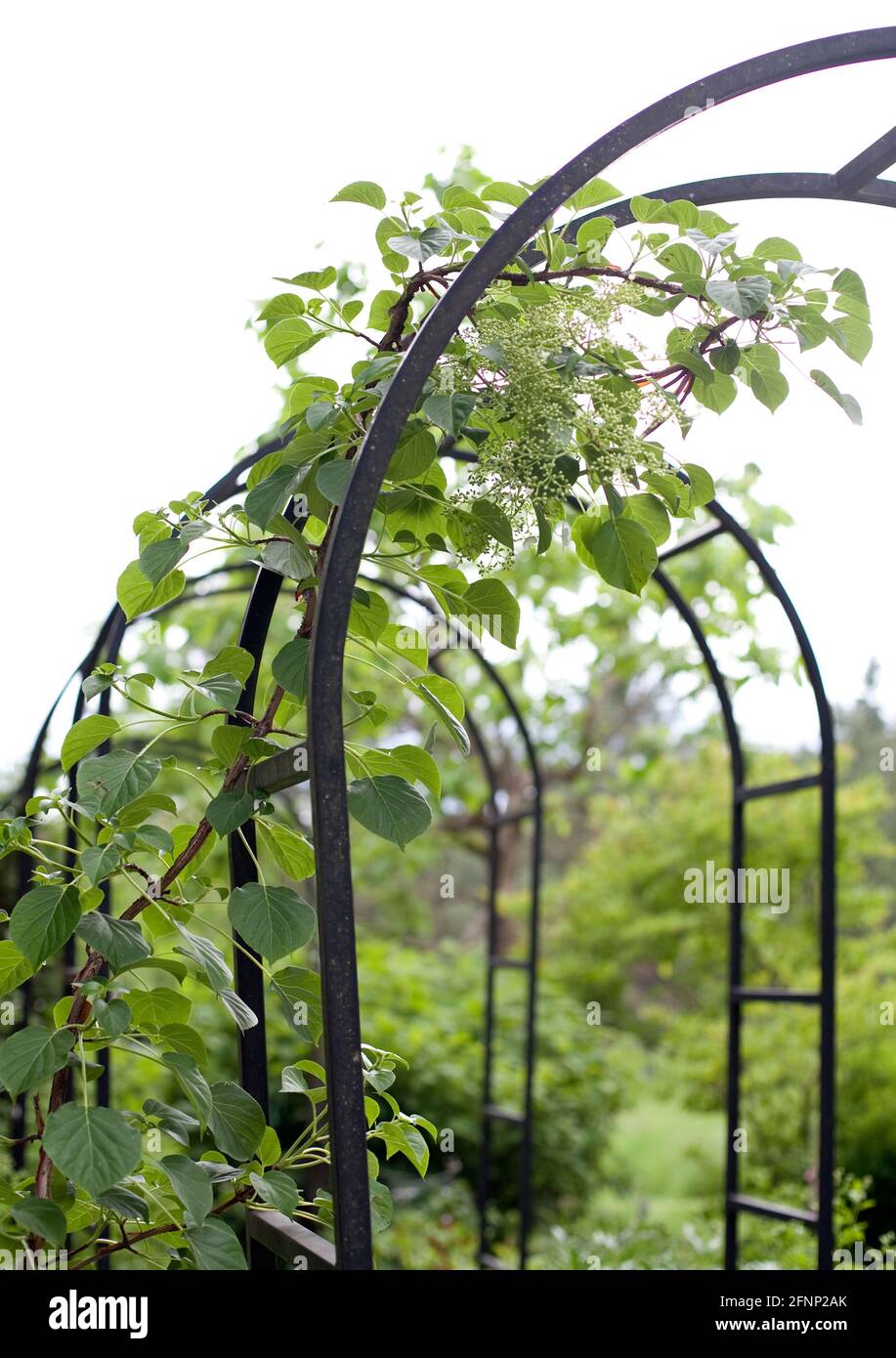 Green garden plant arch entryway Stock Photo - Alamy