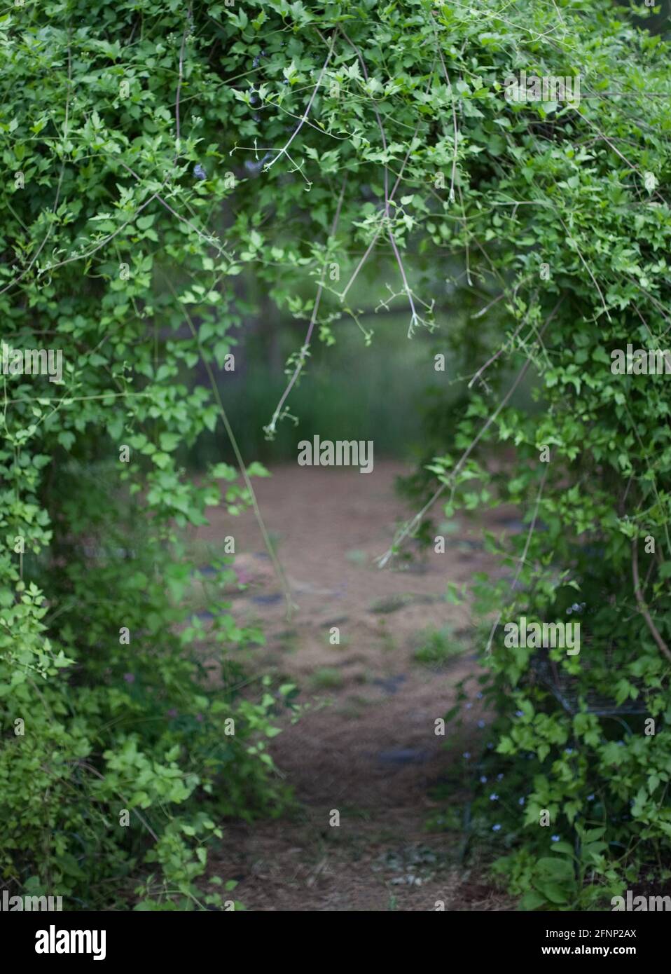 Green garden plant arch entryway Stock Photo - Alamy