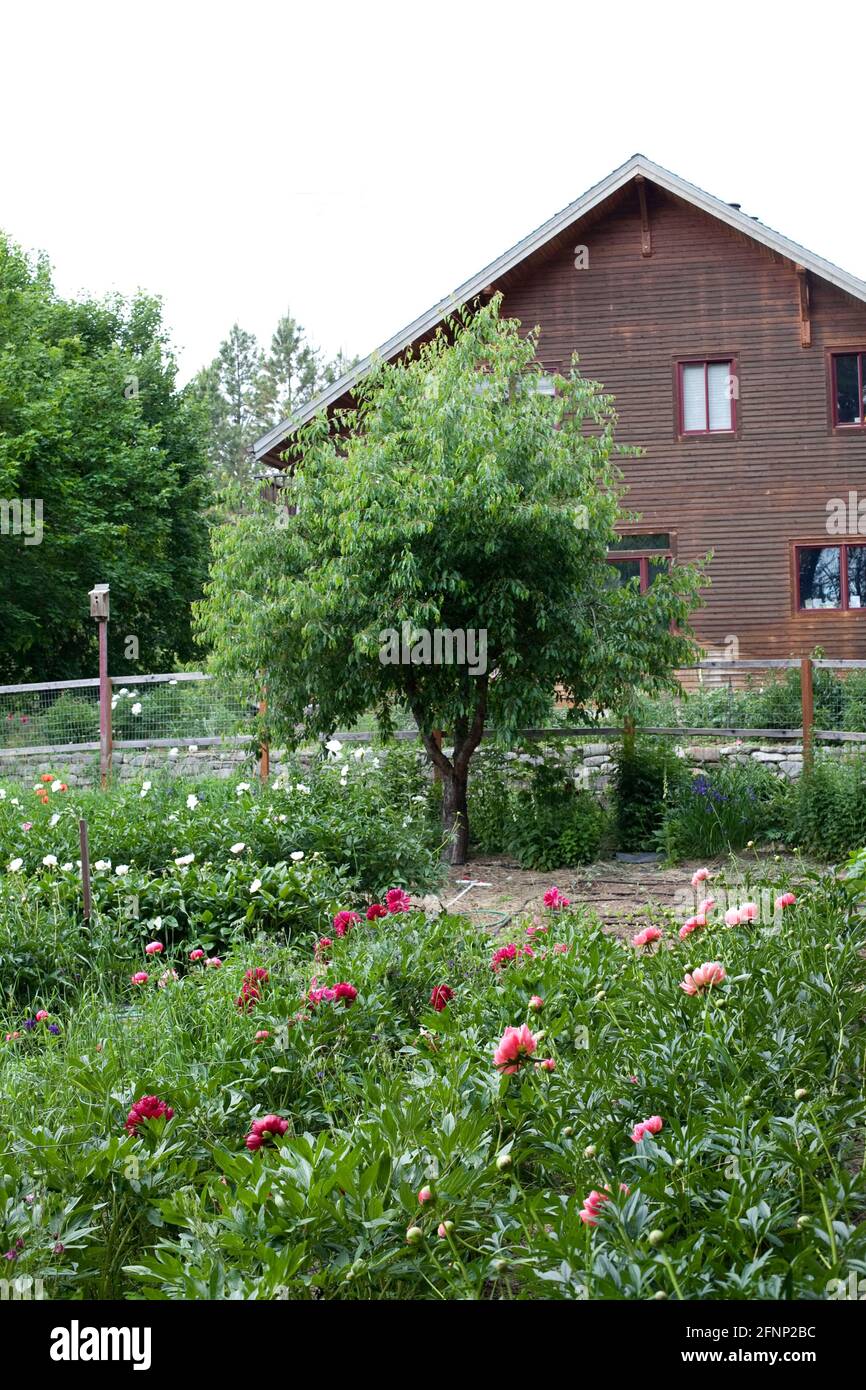 Building behind tree flower hi-res stock photography and images - Alamy