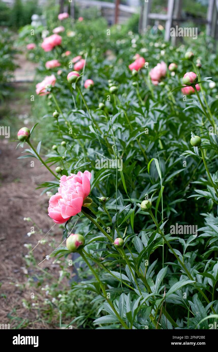 Growing peonies hi-res stock photography and images - Alamy
