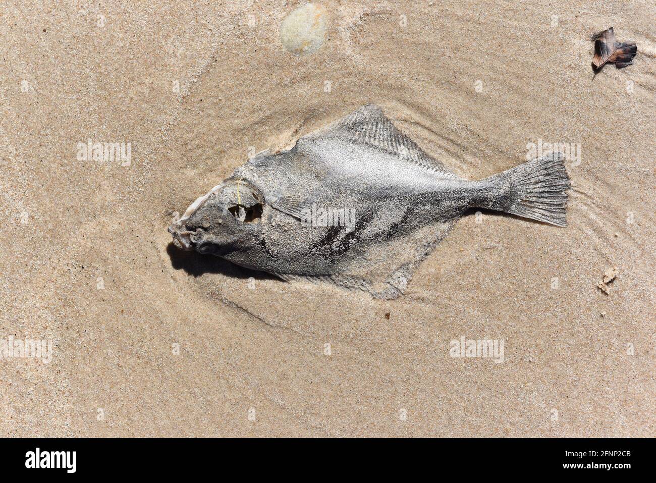 Dead fish lying on the beach hi-res stock photography and images - Alamy