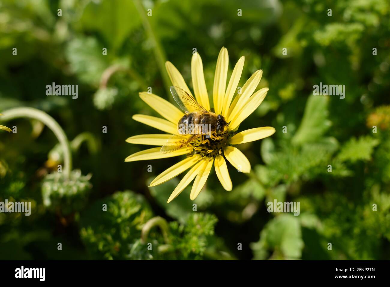 A bee taking pollen from a flower Stock Photo - Alamy