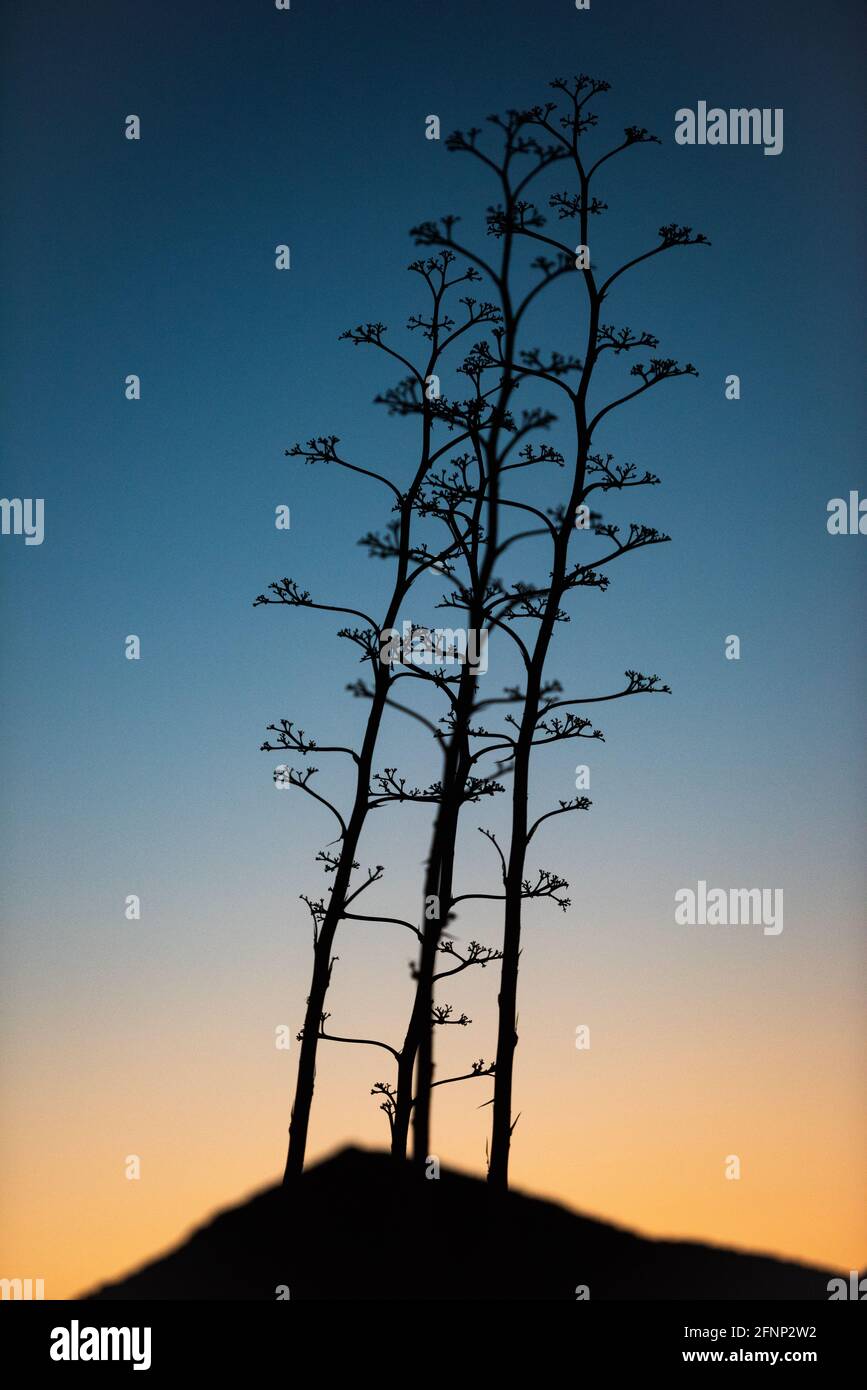 Agave backlight in a sunrise Stock Photo - Alamy