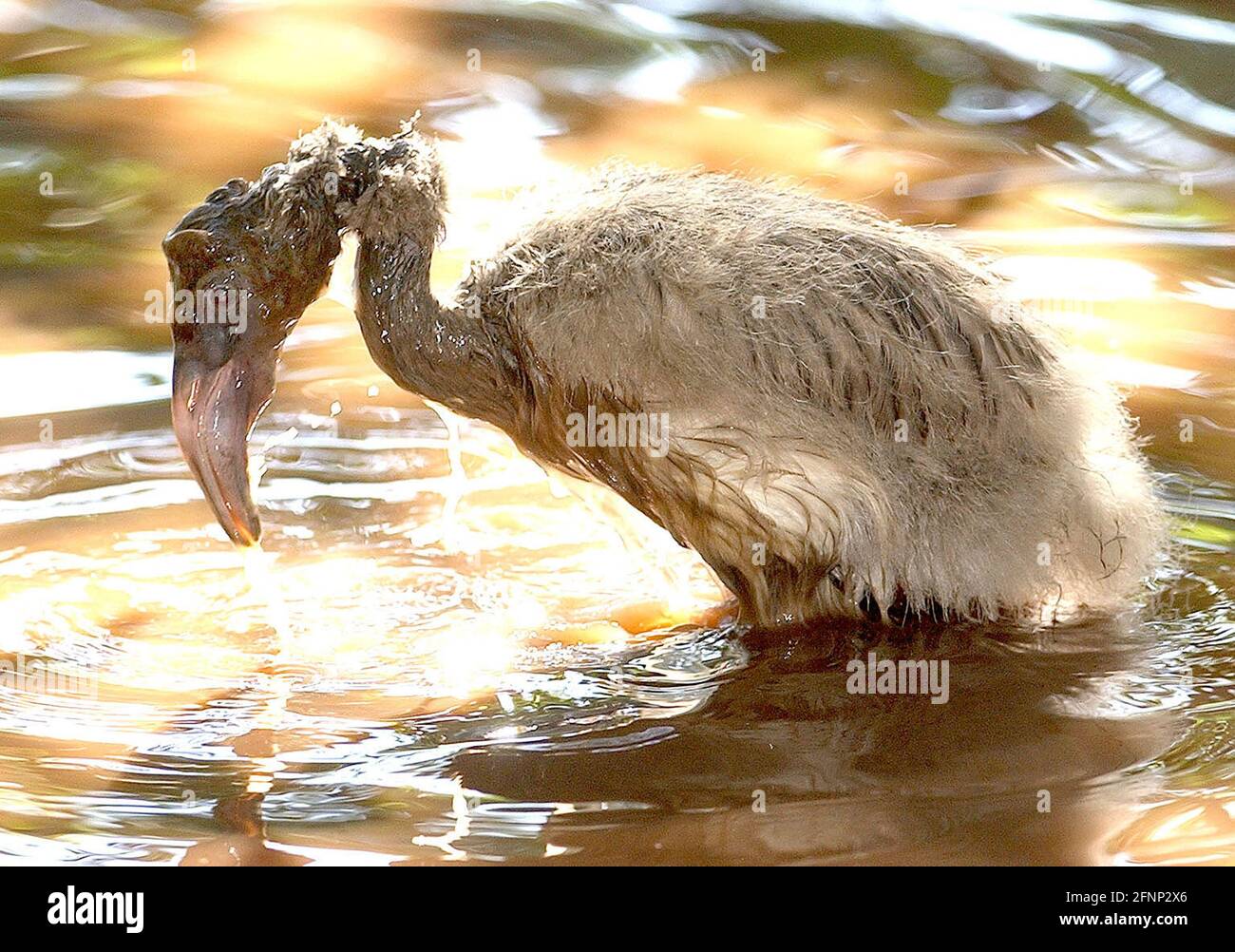 DENNIS THE UGLY FLAMINGO IS SHOWN THE WATER BY ZOO KEEPER ALISON BROWN ...
