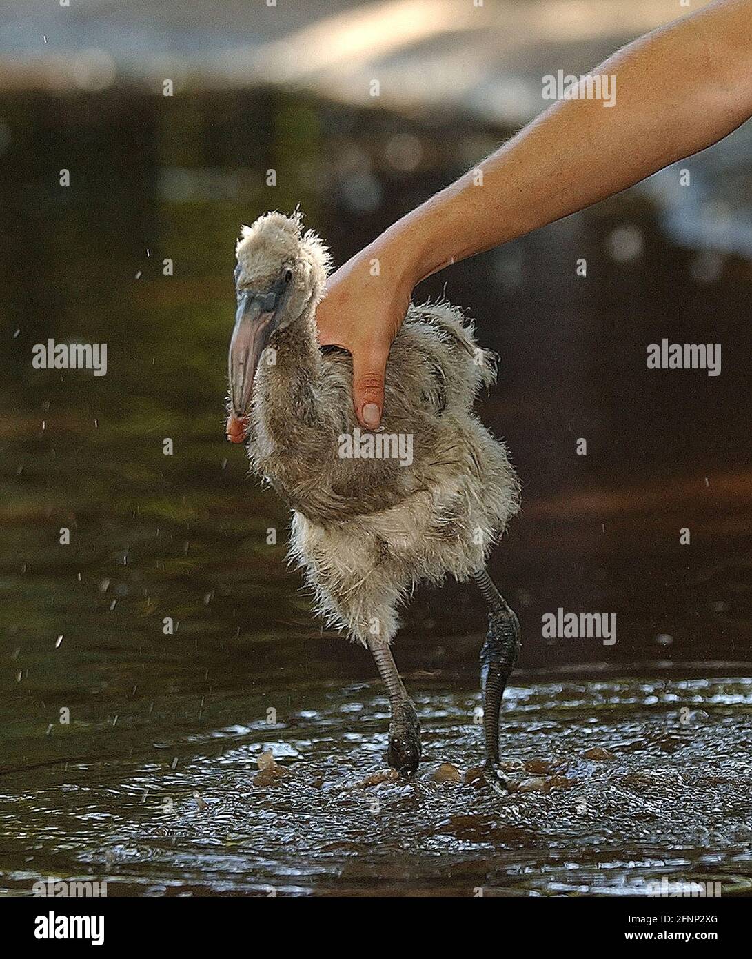 DENNIS THE UGLY FLAMINGO IS SHOWN THE WATER BY ZOO KEEPER ALISON BROWN ...