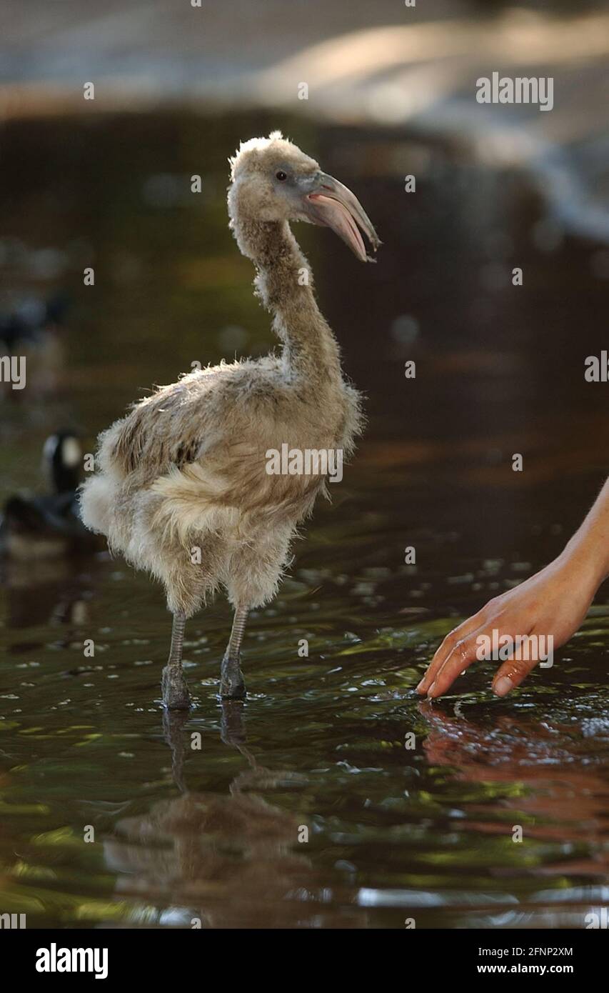 DENNIS THE UGLY FLAMINGO IS SHOWN THE WATER BY ZOO KEEPER ALISON BROWN ...