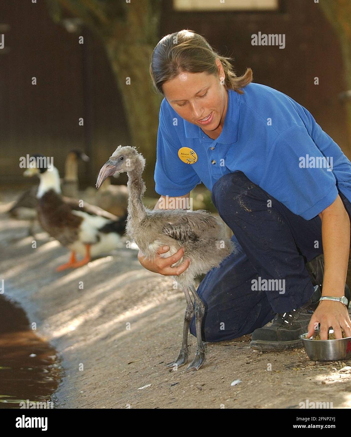 DENNIS THE UGLY FLAMINGO IS SHOWN THE WATER BY ZOO KEEPER ALISON BROWN ...