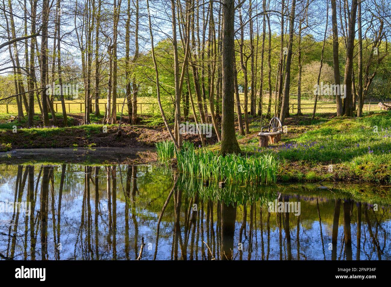Woodland pond hi-res stock photography and images - Alamy