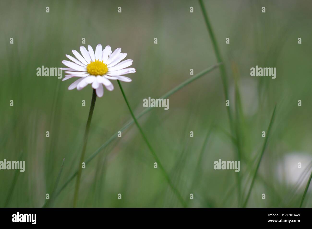 Daisy in green grass Stock Photo - Alamy