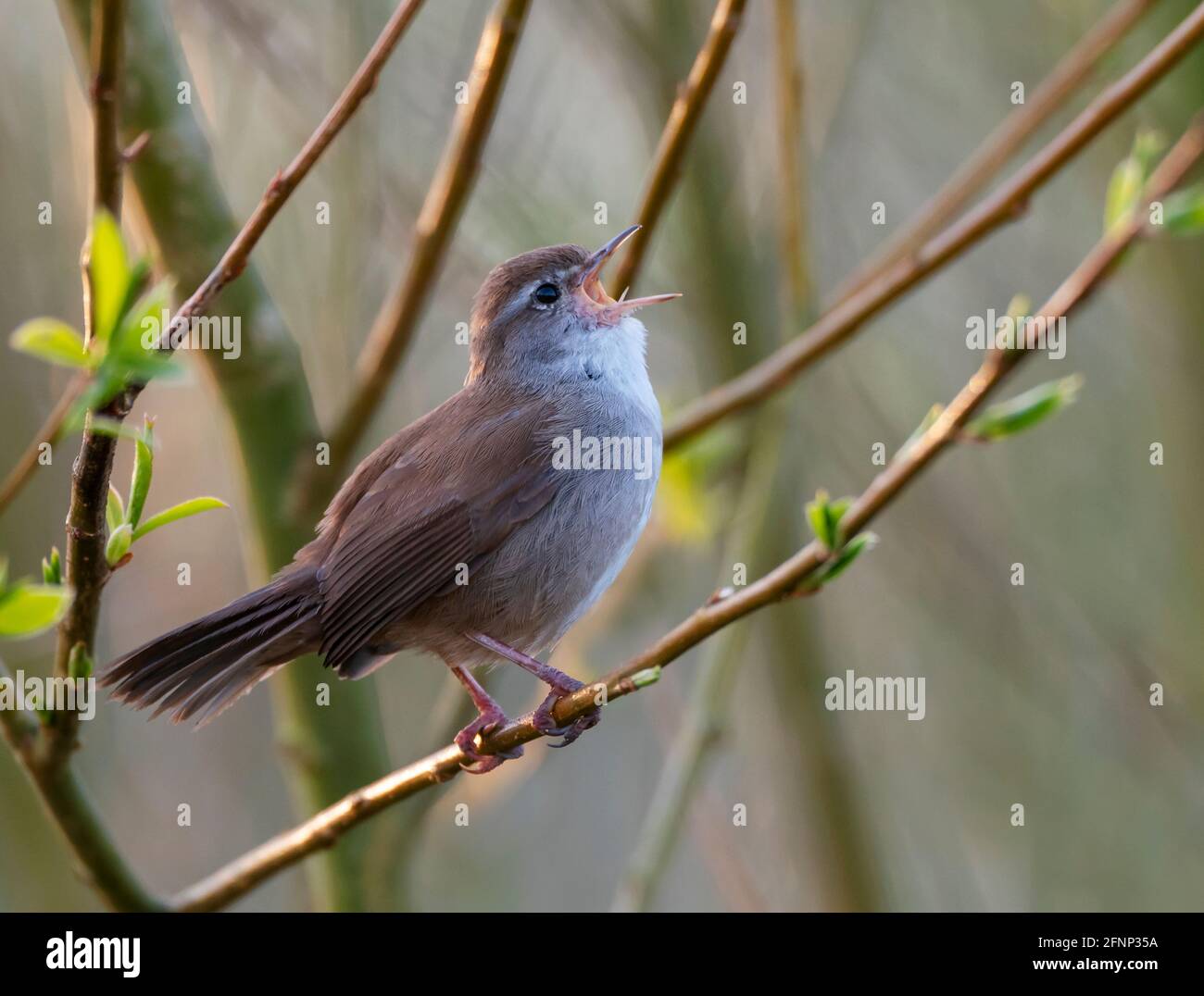 Cetti's warbler singing hi-res stock photography and images - Alamy