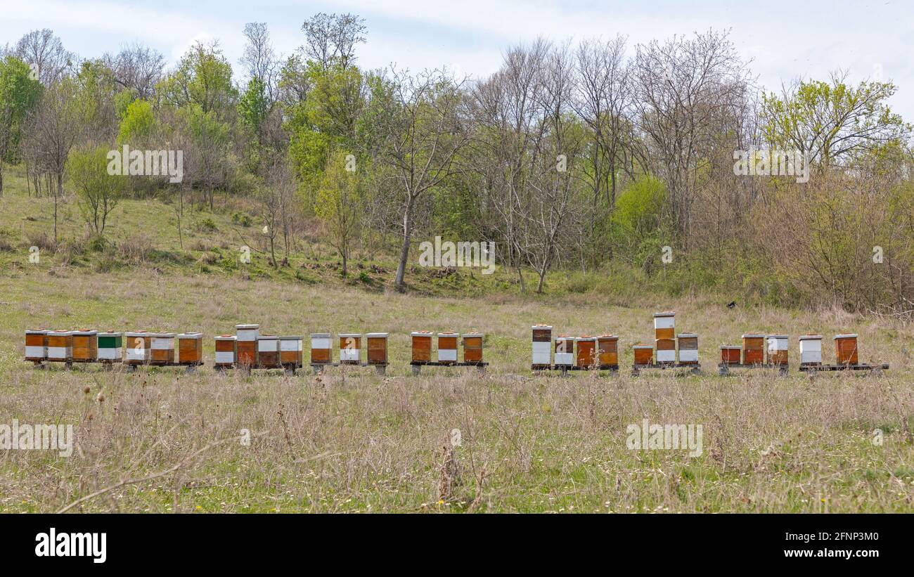 Many Honey Bee Hives in Grass Field Stock Photo - Alamy
