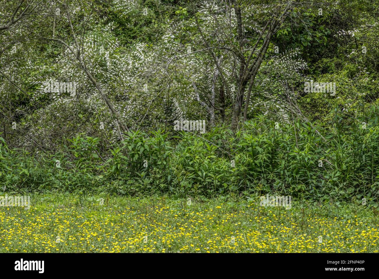 Large invasive Chinese privet bushes taking over the woodlands causing ...
