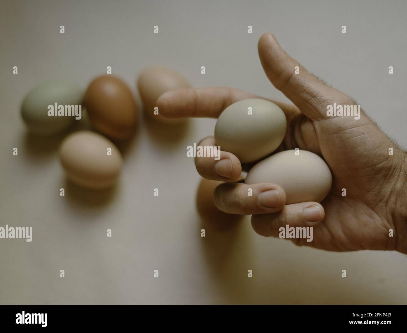 Cardboard egg carton holding hi-res stock photography and images - Alamy
