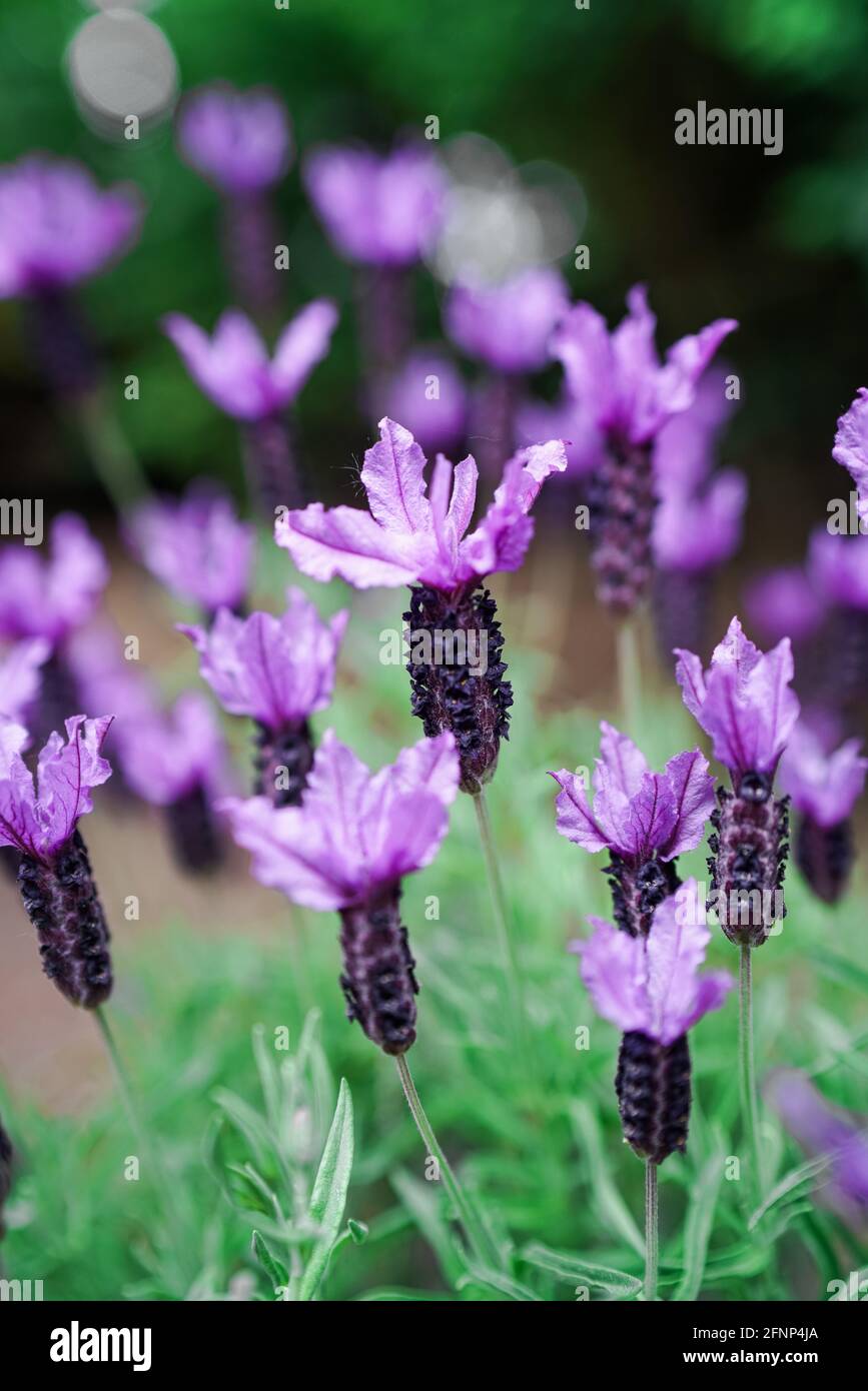 Lavender plant backyard hi-res stock photography and images - Alamy