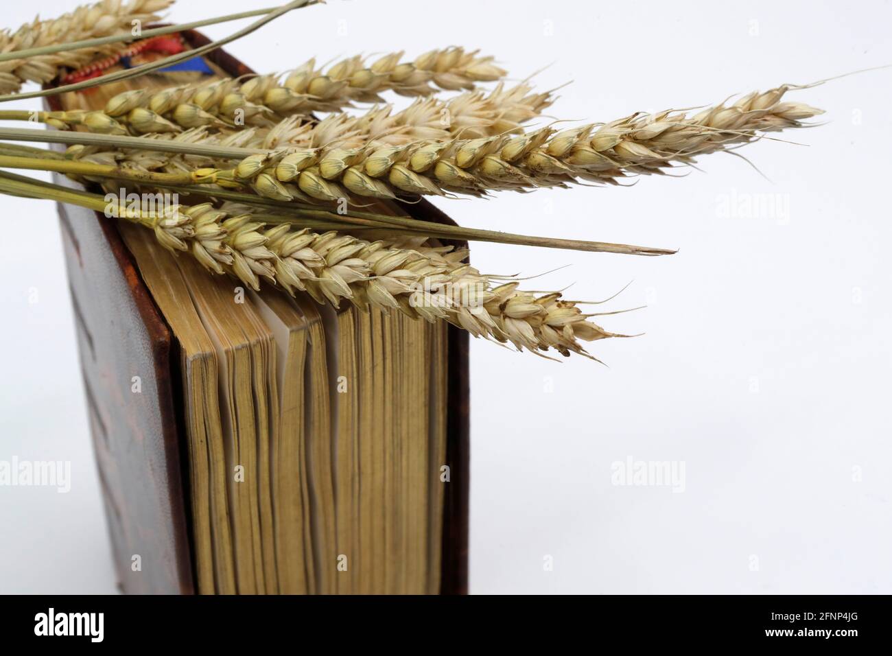 The Bible and ears of wheat as a symbol of spiritual and physical food ...