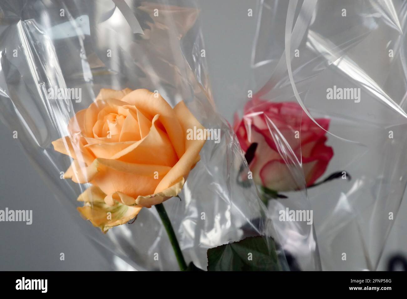 Two roses in cellophane. France Stock Photo - Alamy