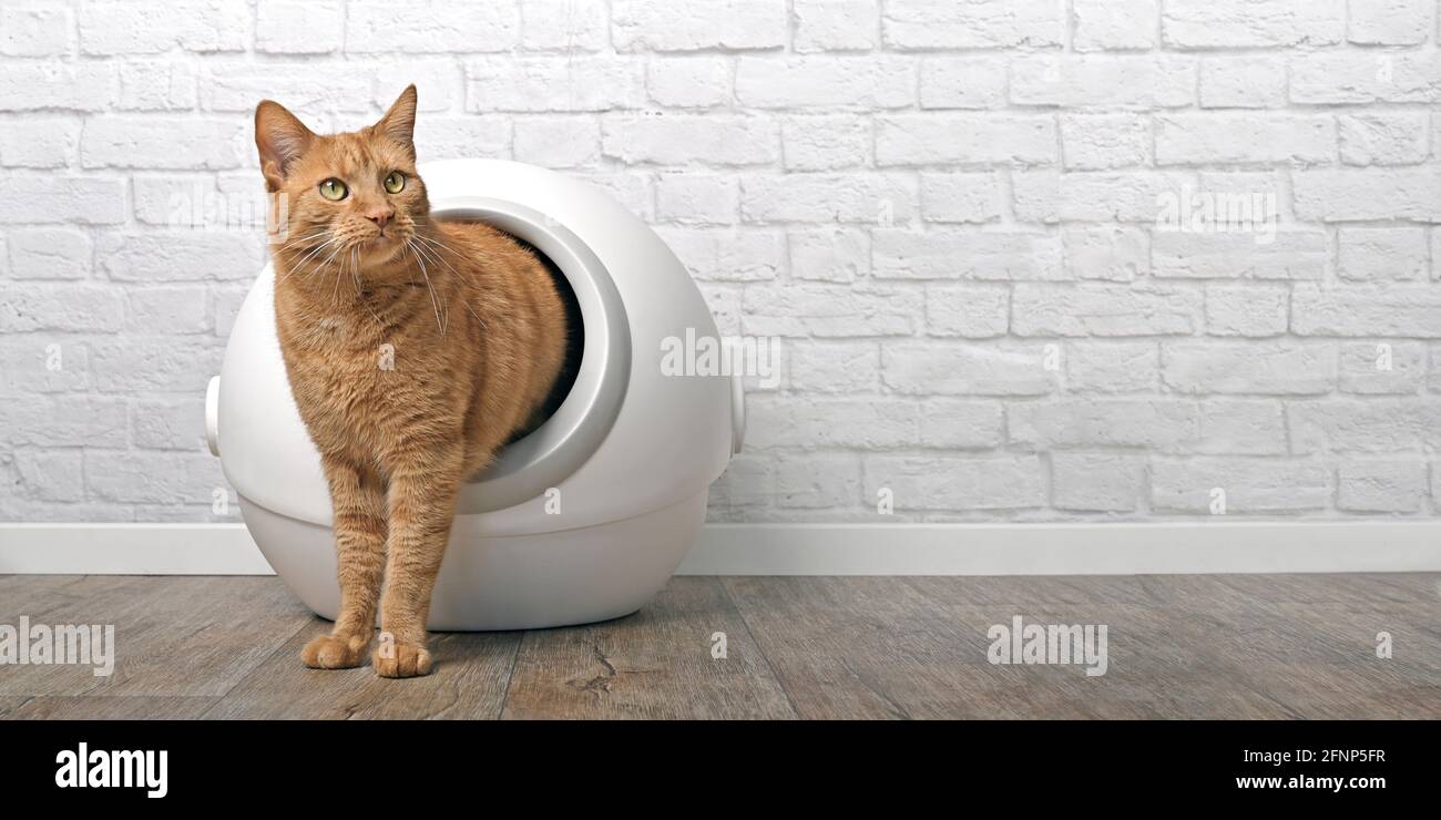 Ginger cat going out of a self-cleaning Litter box. Panramic image with ...