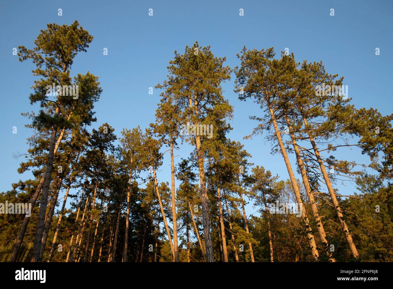 Trees at Pannonian lake, Tuzla, Bosnia & Herzegovina Stock Photo - Alamy