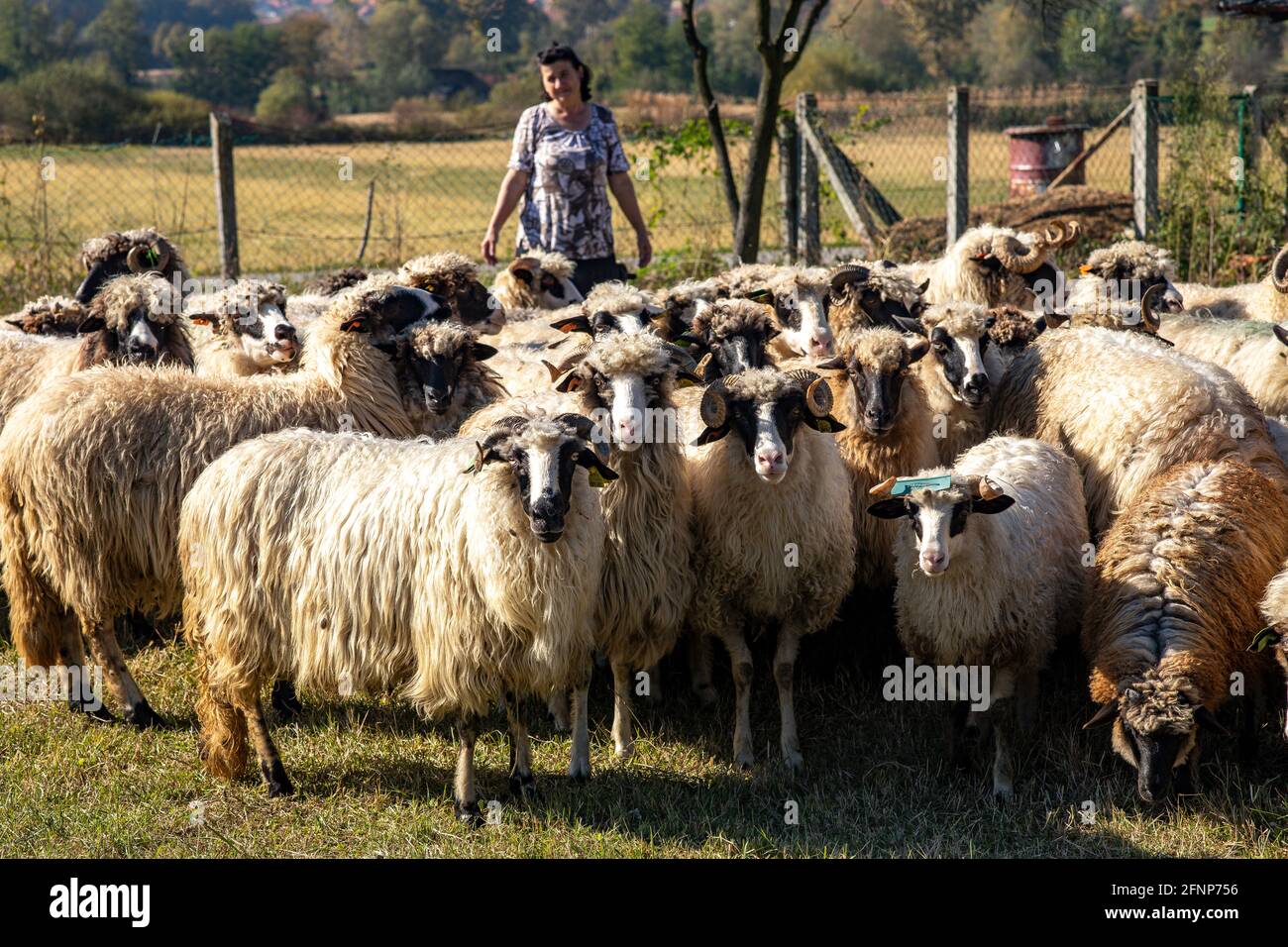 Farmer with sheep in Tuzla province, Bosnia & Herzegovina Stock Photo ...