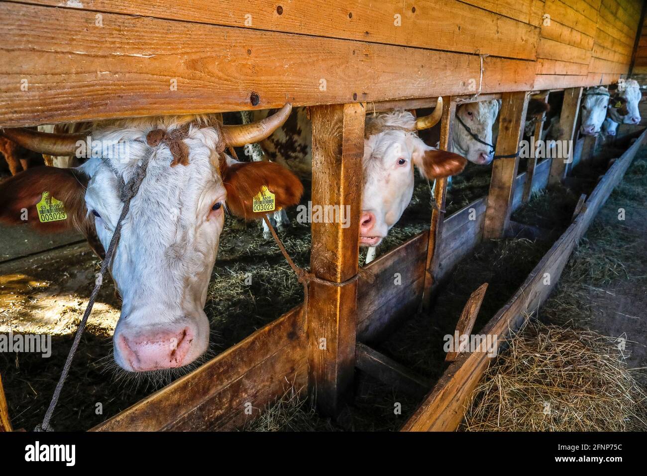 Cattle in stable in Tuzla province, Bosnia & Herzegovina Stock Photo ...