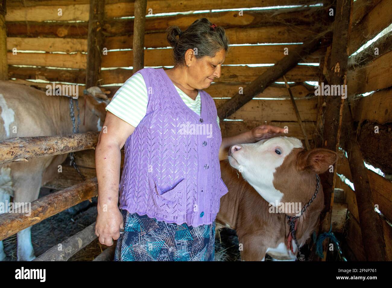Farmer in stable with cattle in Durdevik village, Bosnia & Herzegovina ...