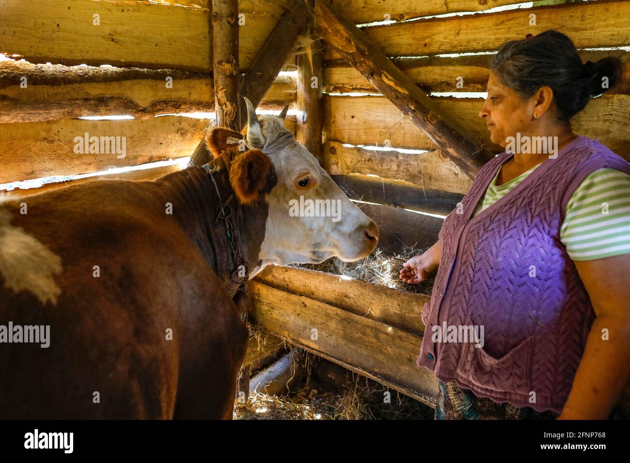 Farmer in stable with cattle in Durdevik village, Bosnia & Herzegovina ...
