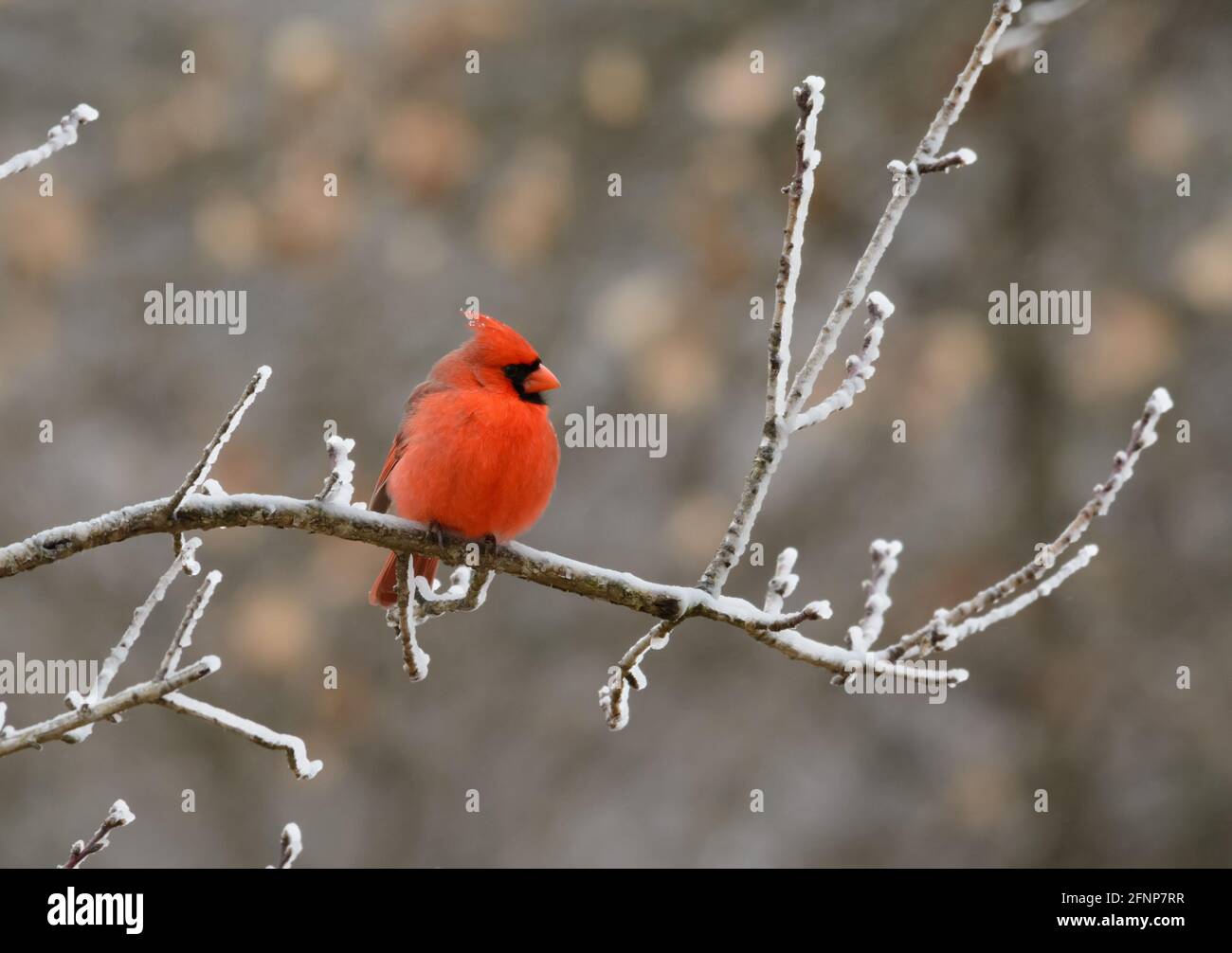 Bird with fluffed up feathers hi-res stock photography and images - Alamy
