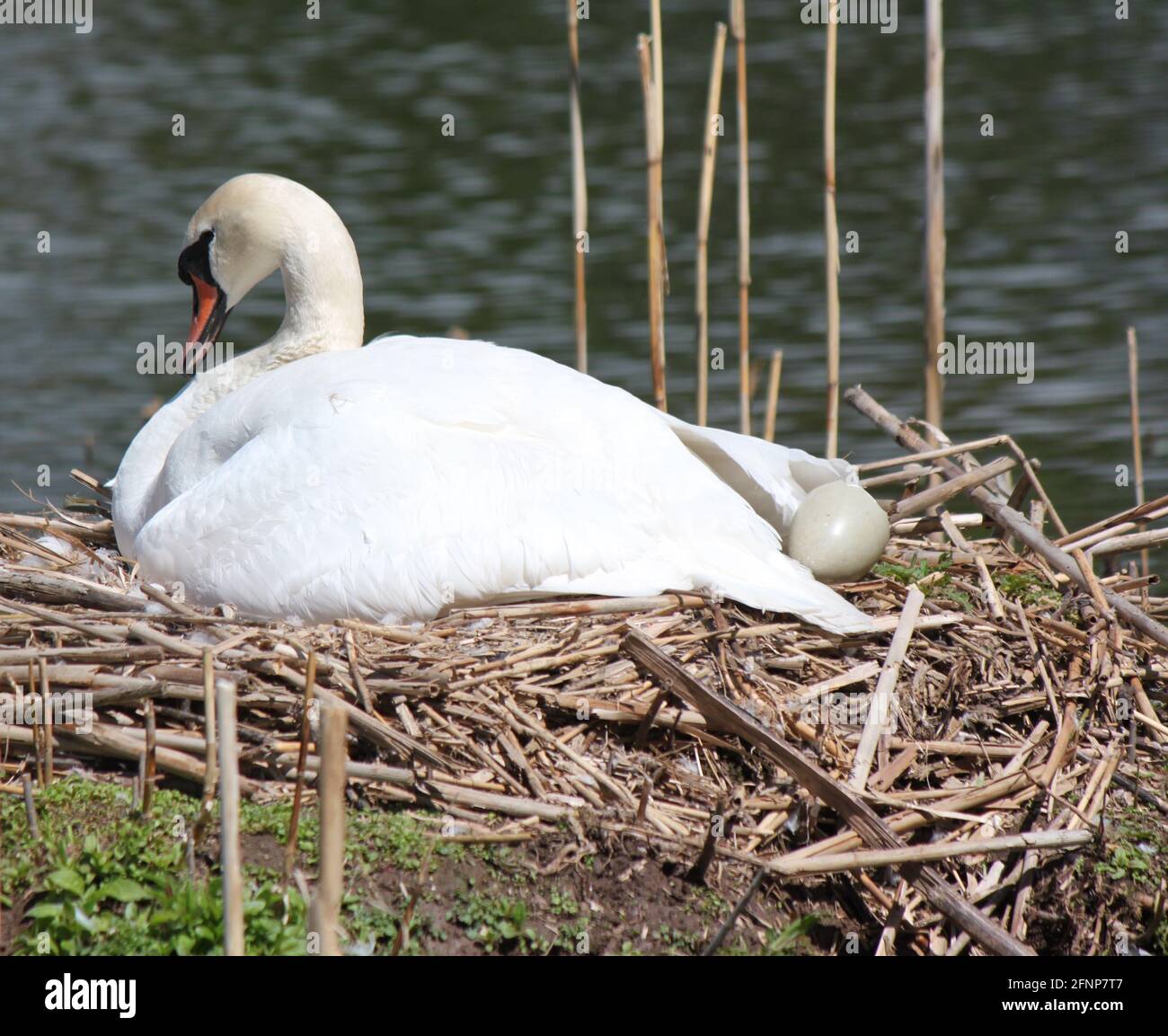 Heavy bodied bird hi-res stock photography and images - Alamy