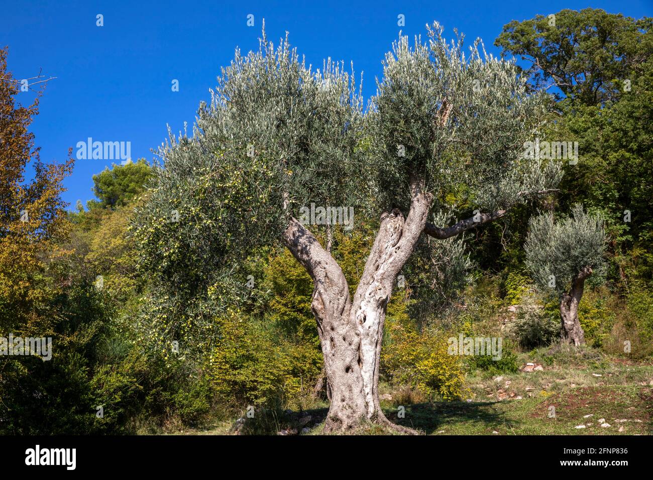 Olive tree in Prasvika monastery, Montenegro Stock Photo - Alamy