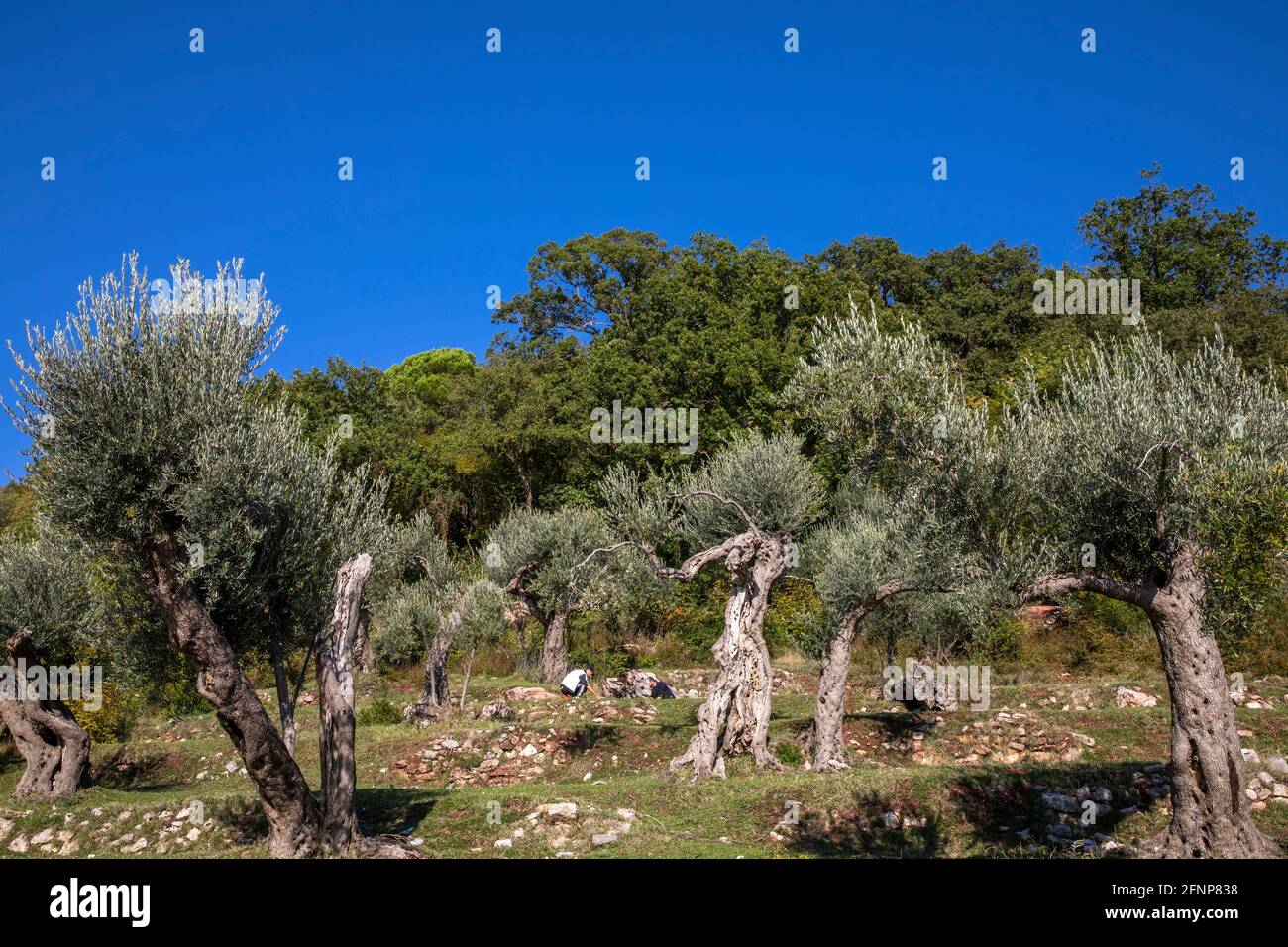 Olive trees in Prasvika monastery, Montenegro Stock Photo - Alamy