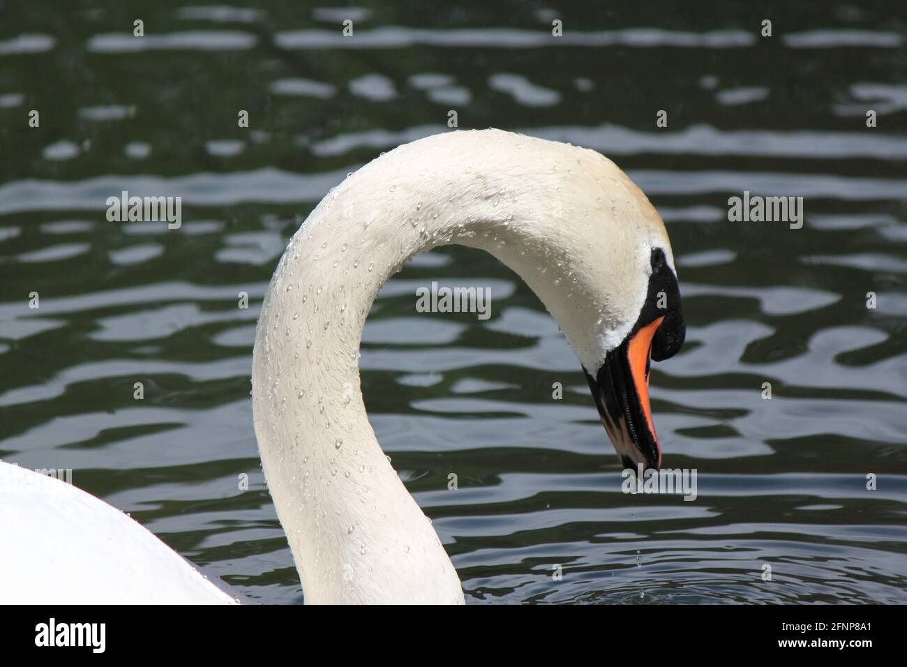 Sad looking swan hi-res stock photography and images - Alamy