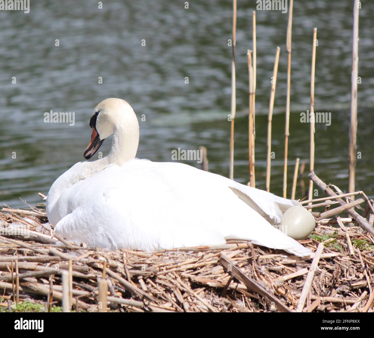Majestic swan sitting in nest hi-res stock photography and images - Alamy