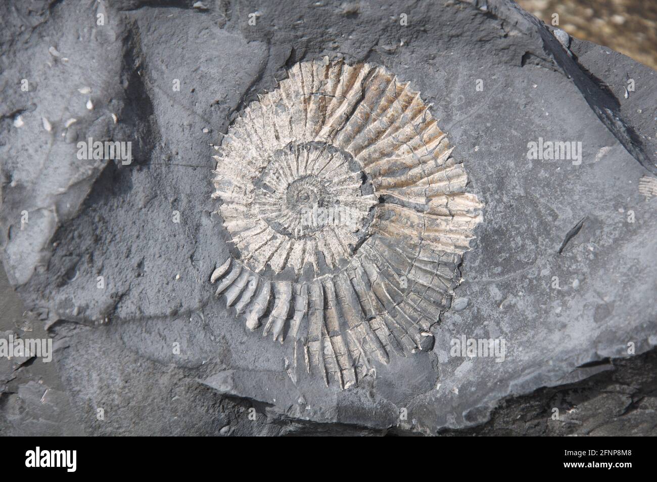 Close up of a crushed ammonite fossil preserved in shale. Found on the ...