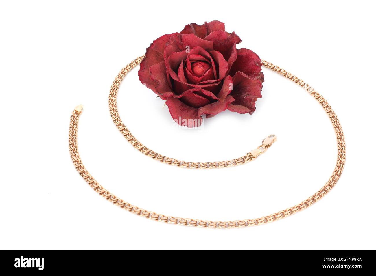 Red roses and gold chain on a white background. Flowers and gold. Close ...