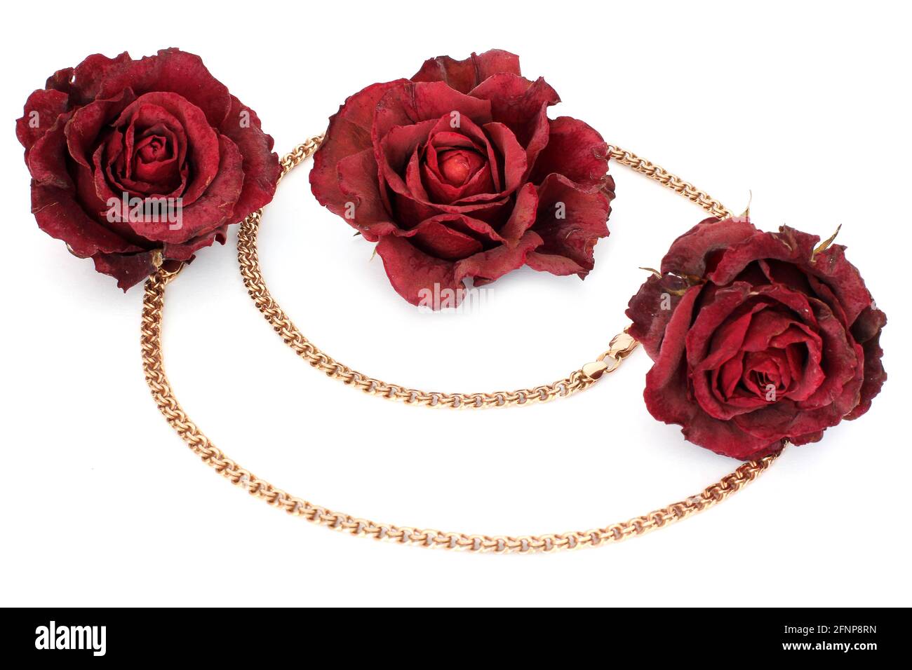 Red roses and gold chain on a white background. Flowers and gold. Close ...