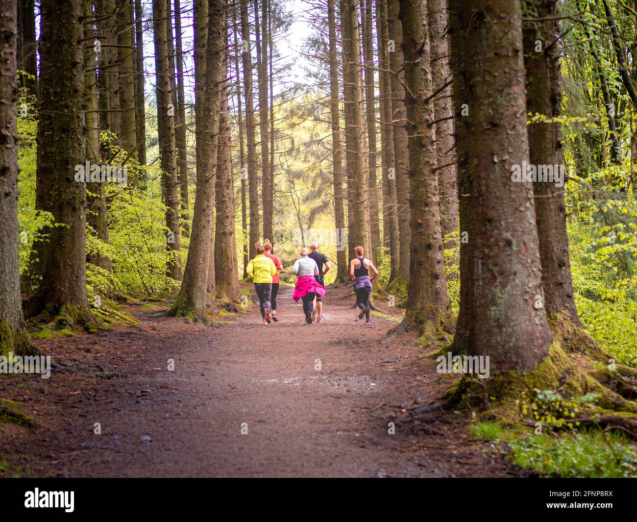 Male and female runners running in forest hi-res stock photography and ...