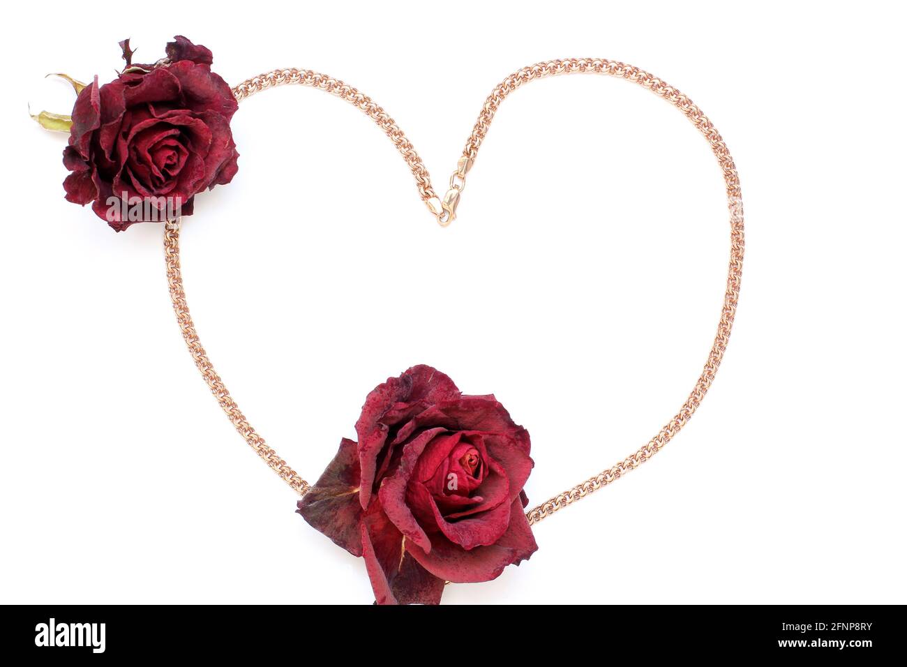 Red roses and gold chain on a white background. Flowers and gold. Close ...