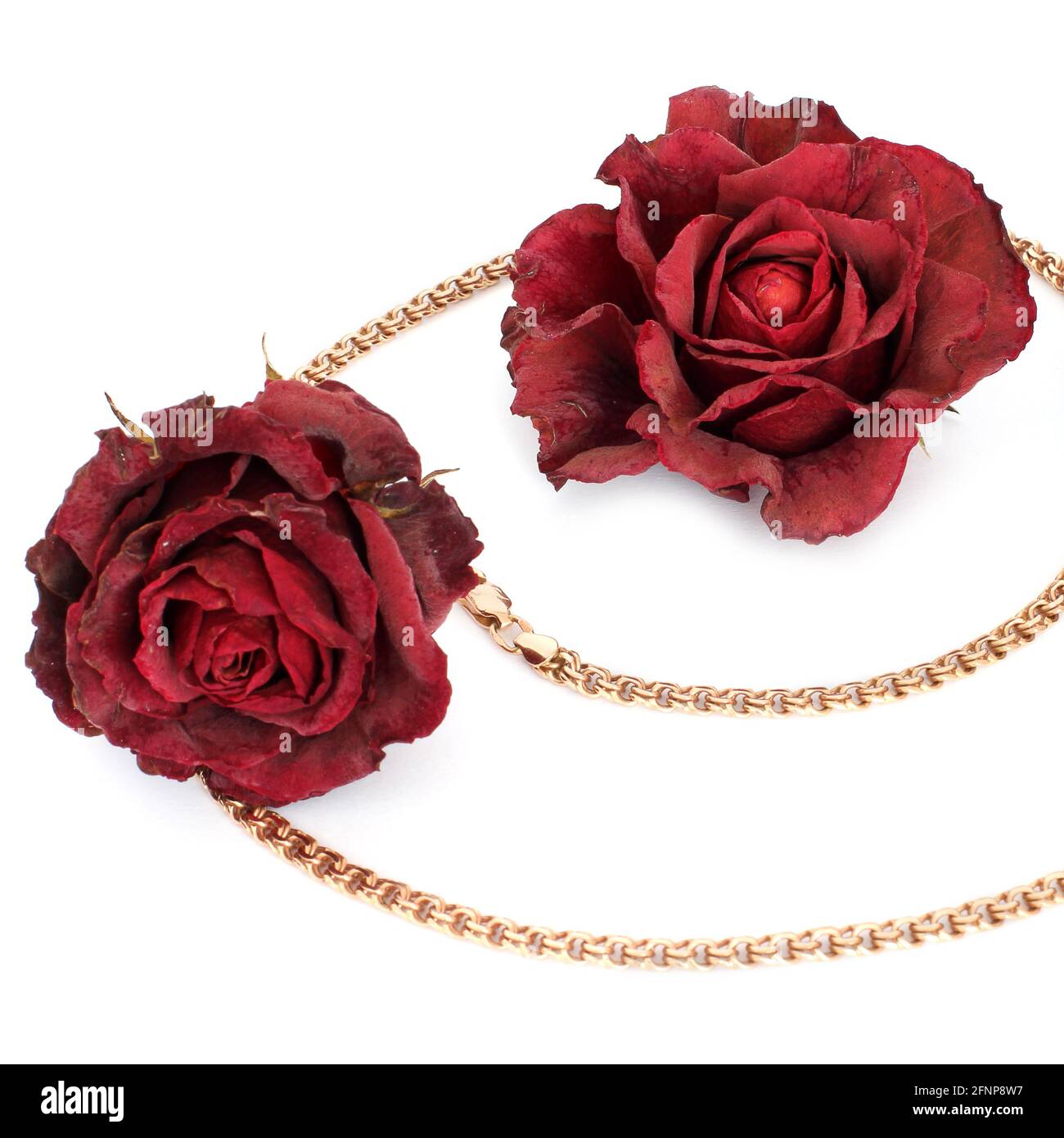 Red roses and gold chain on a white background. Flowers and gold. Close ...