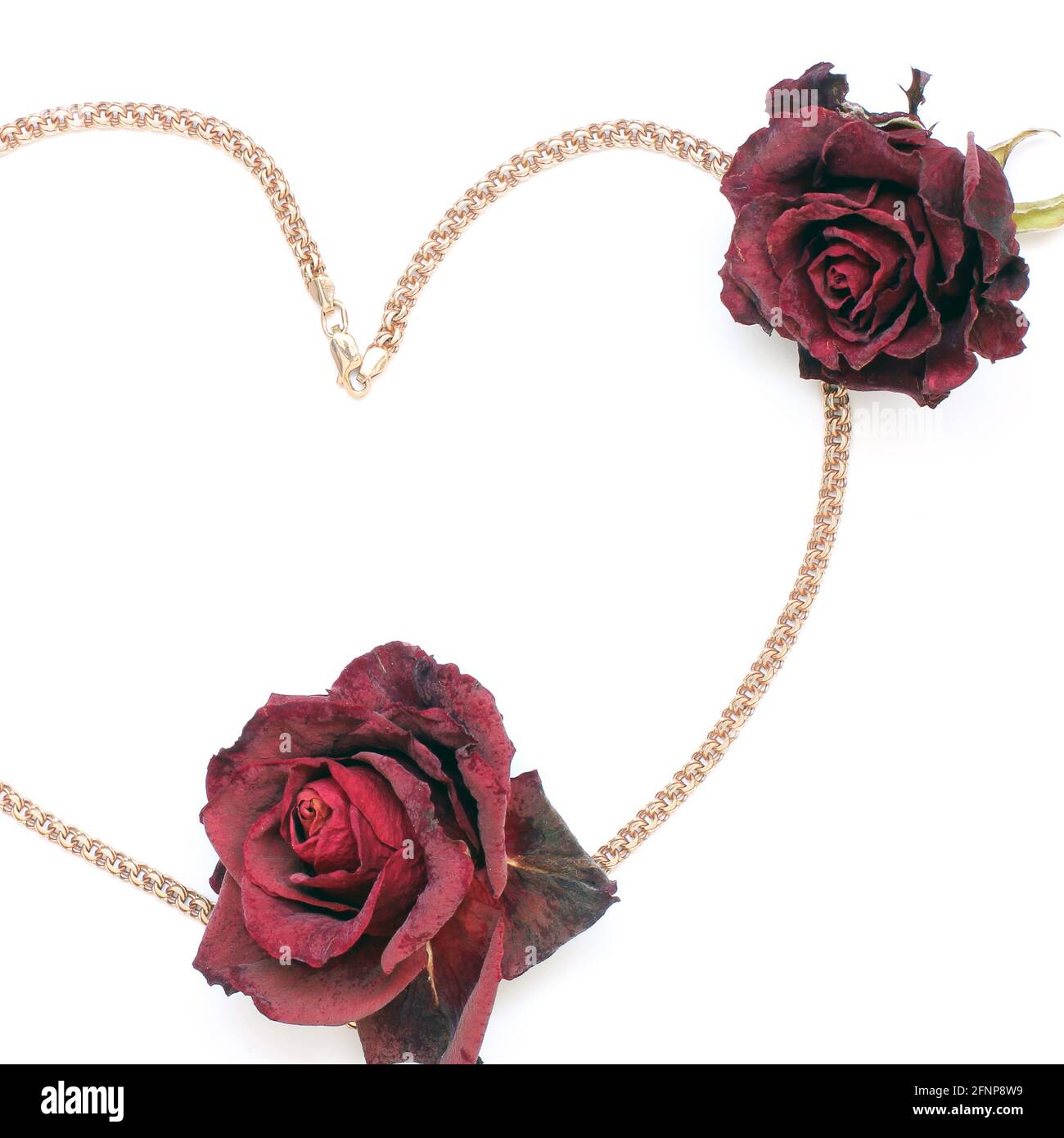 Red roses and gold chain on a white background. Flowers and gold. Close ...