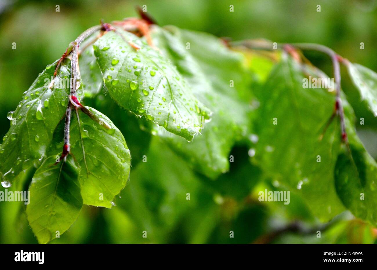 Rain in spring hi-res stock photography and images - Alamy