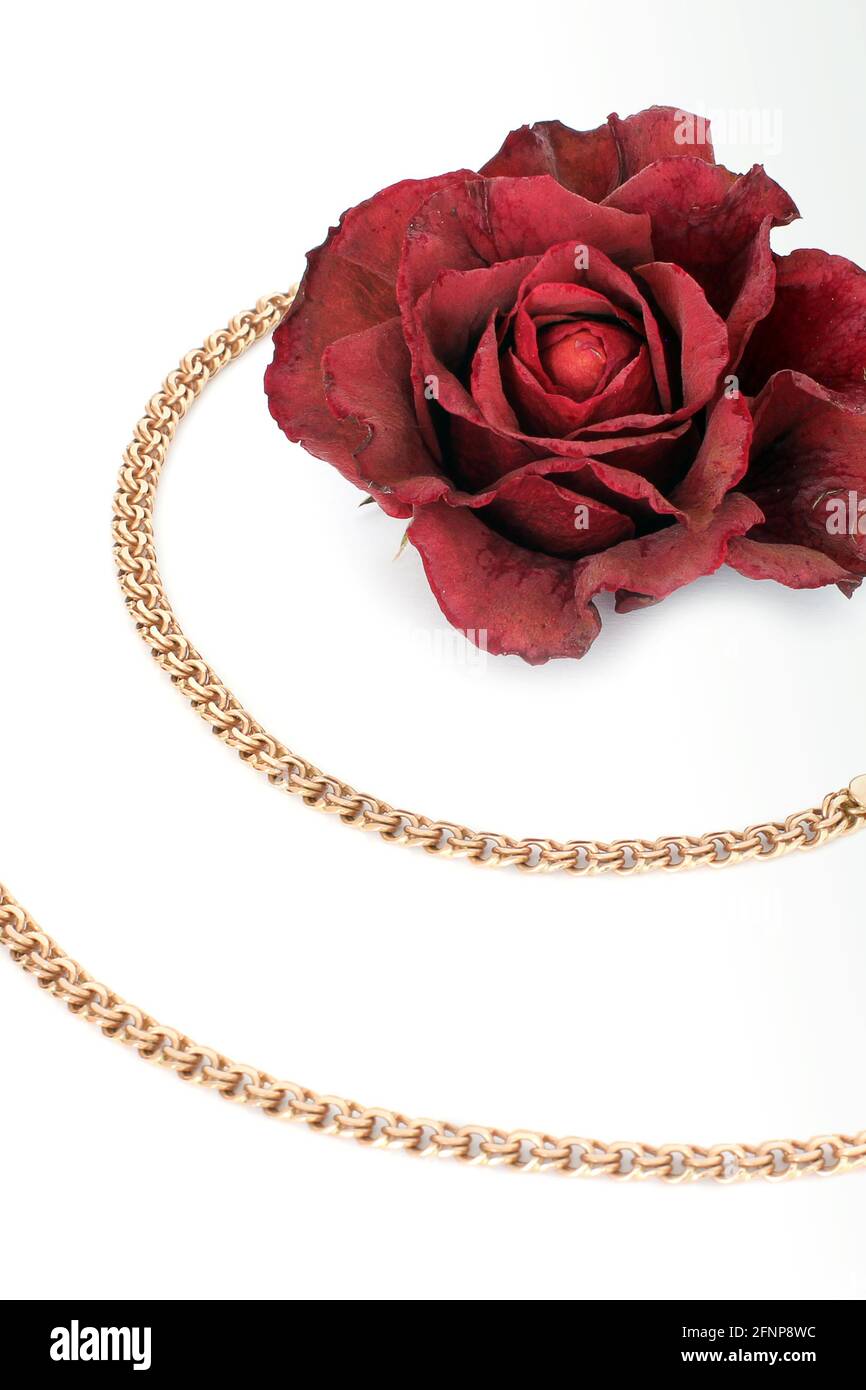 Red roses and gold chain on a white background. Flowers and gold. Close ...