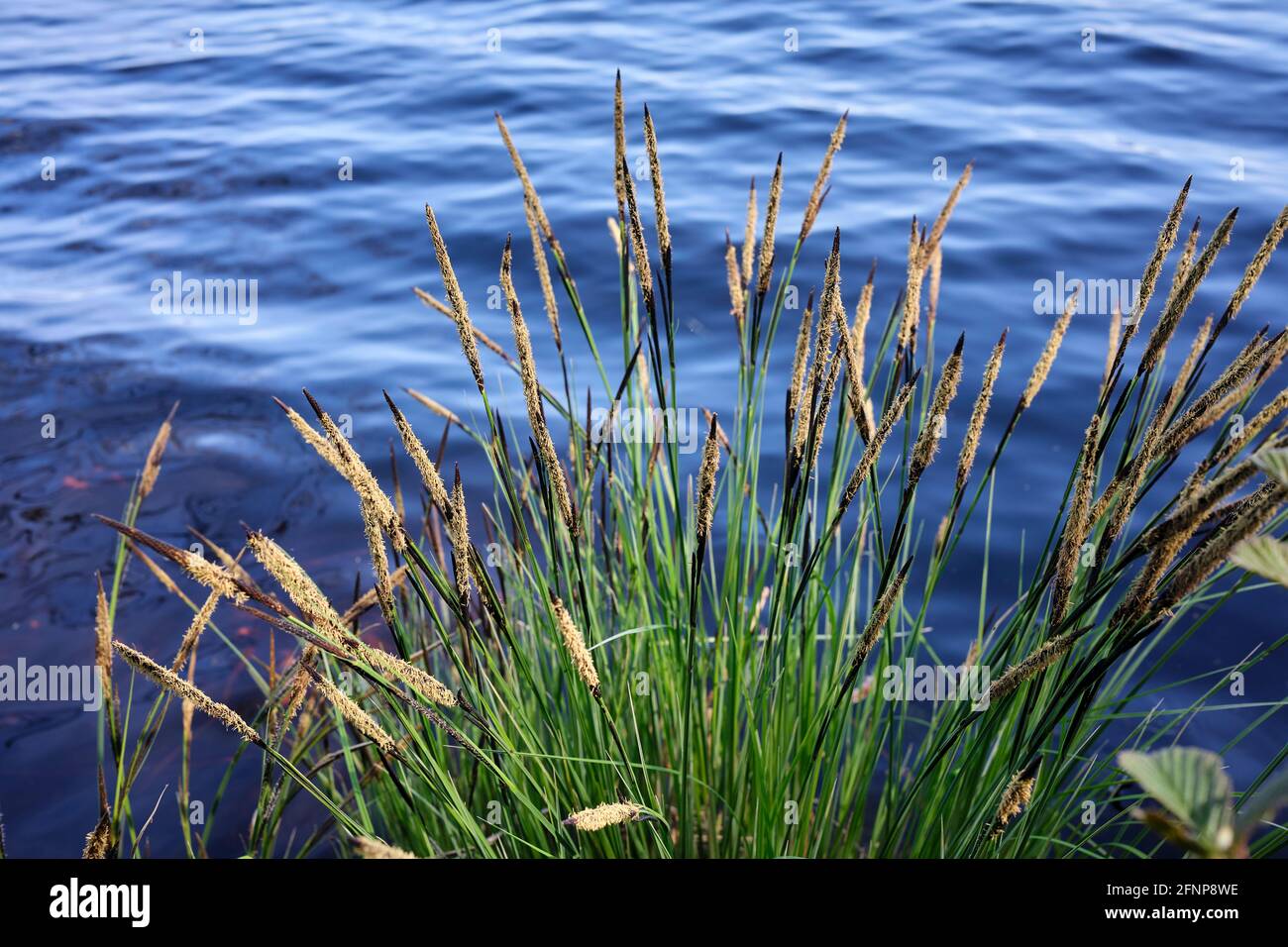 Ehrh. Carex acutiformis, the Lesser pond-sedge Stock Photo - Alamy