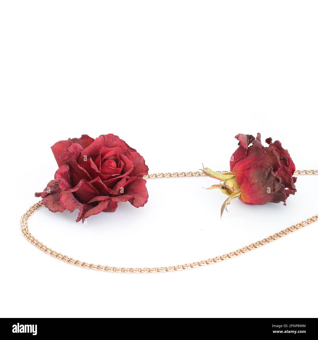 Red roses and gold chain on a white background. Flowers and gold. Close ...