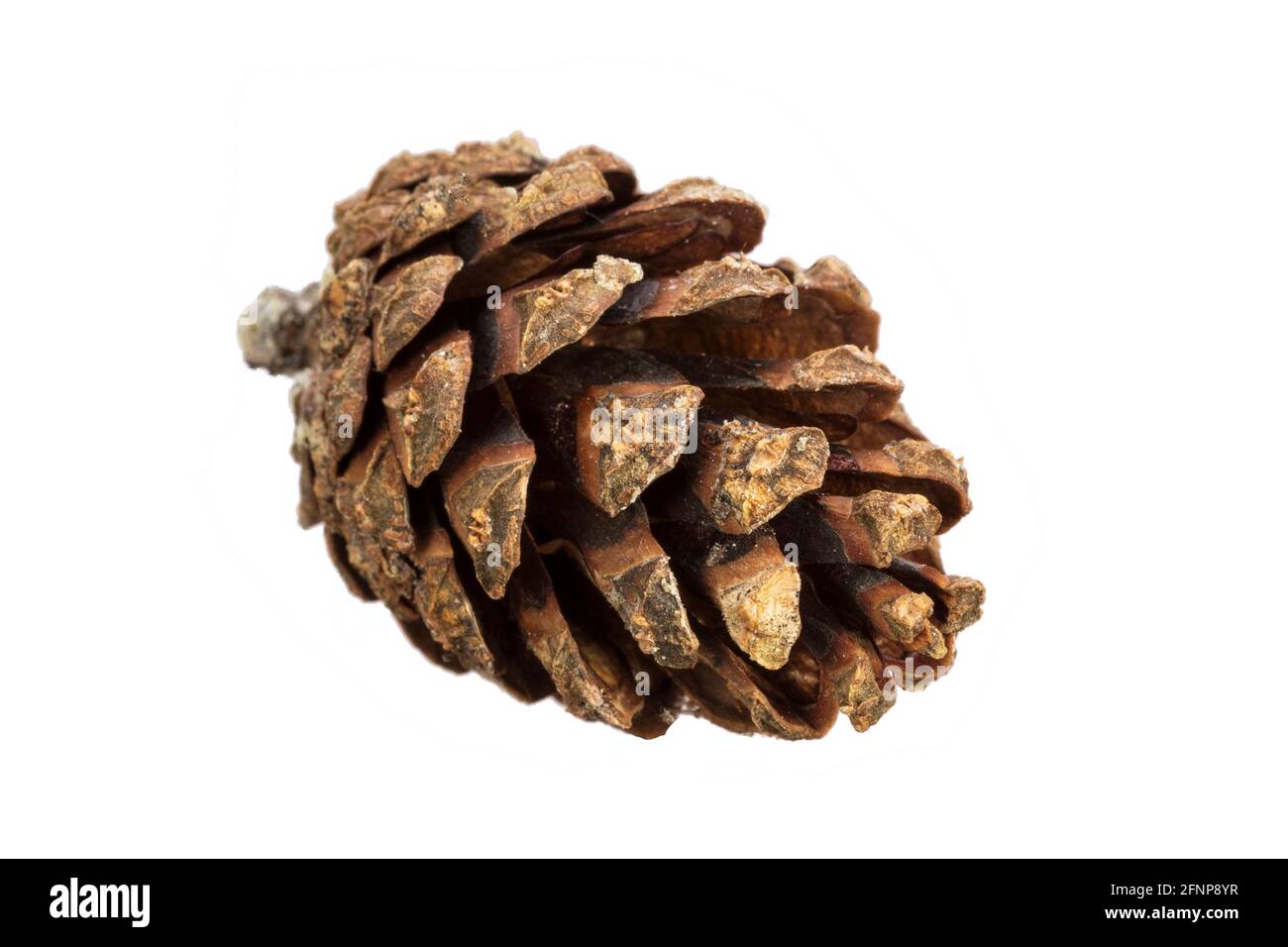 Pine tar Cut Out Stock Images & Pictures - Alamy