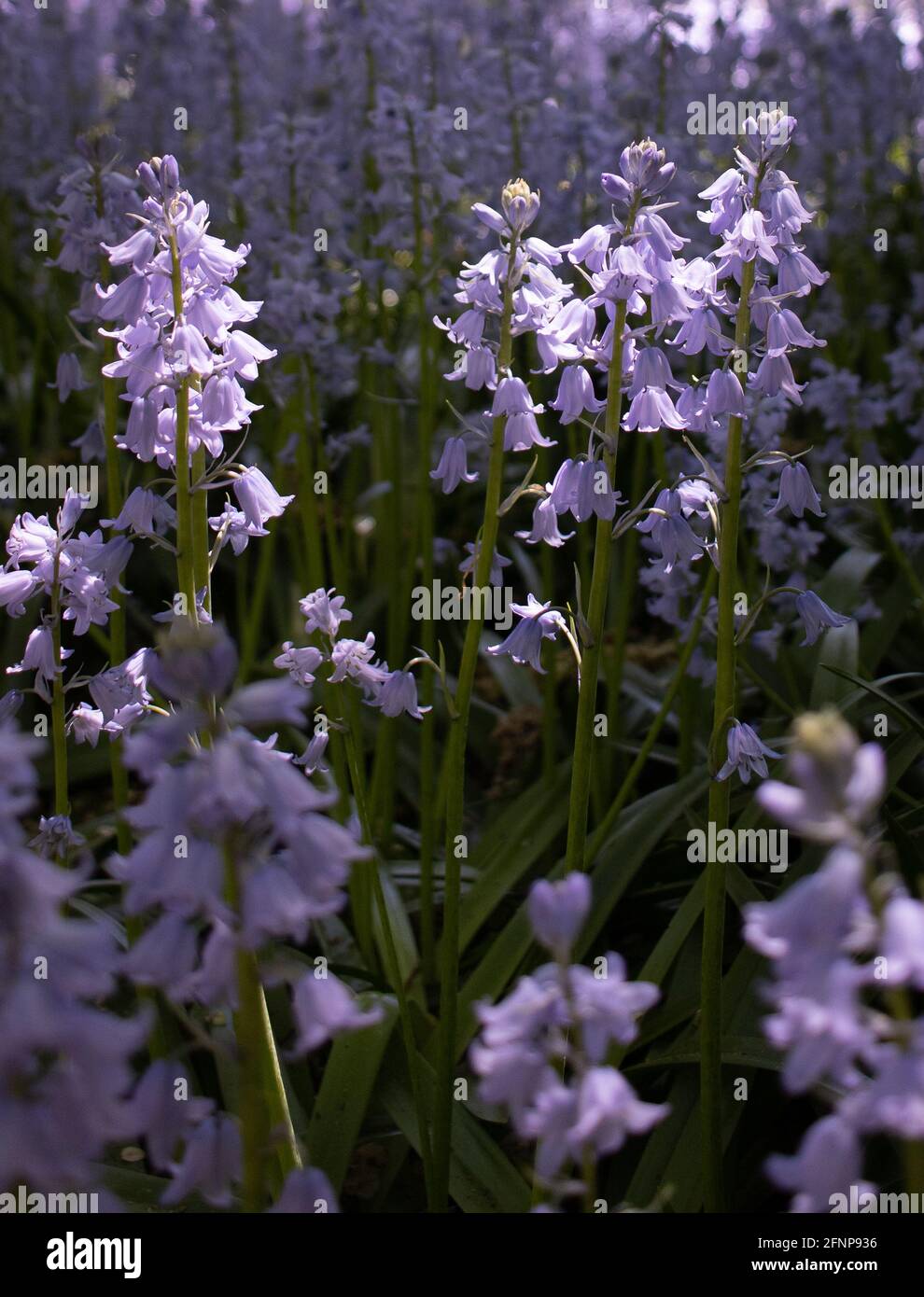 Bluebells in bloom are seen at the Brooklyn Botanic Garden in Brooklyn ...