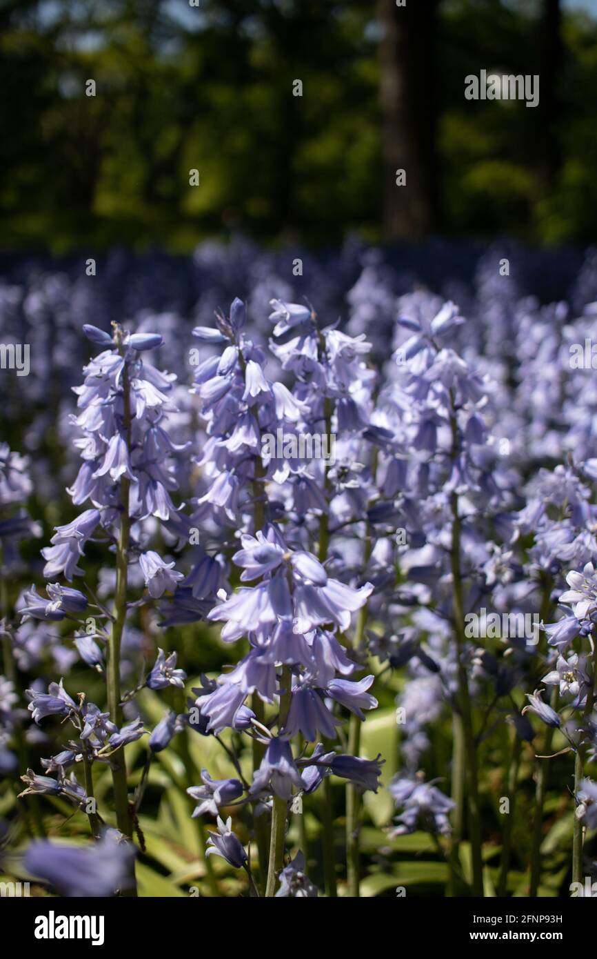 Bluebells in bloom are seen at the Brooklyn Botanic Garden in Brooklyn ...